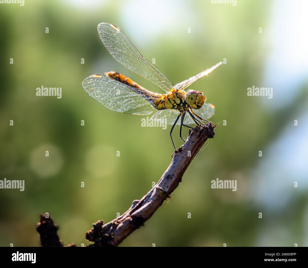 Yellow dragonfly on branch hi-res stock photography and images - Alamy