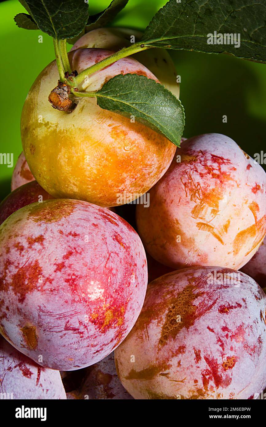 Treat for many hi-res stock photography and images - Alamy