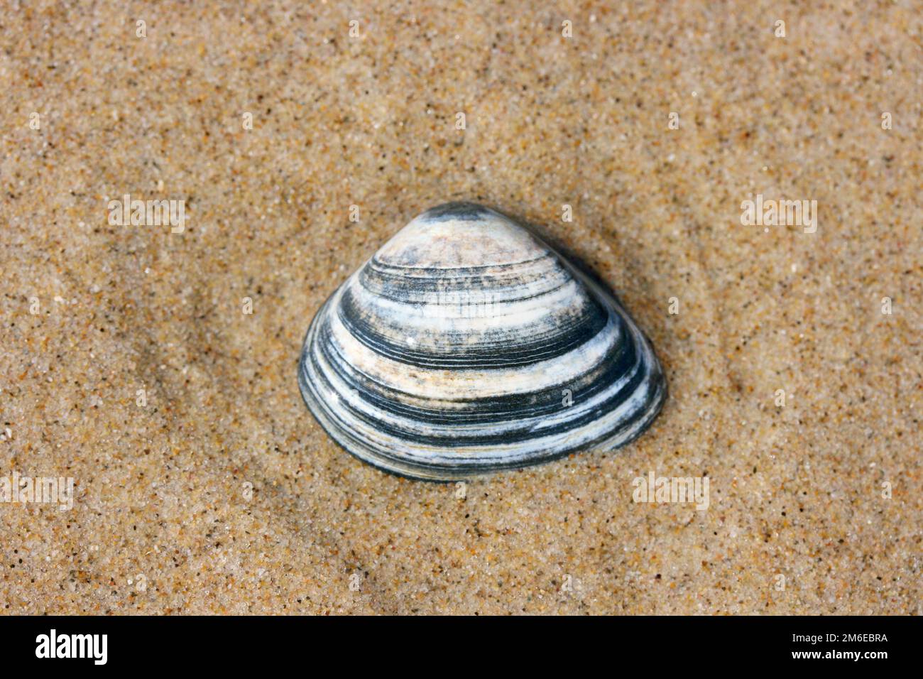 Calcareous shell collecting hi-res stock photography and images - Alamy