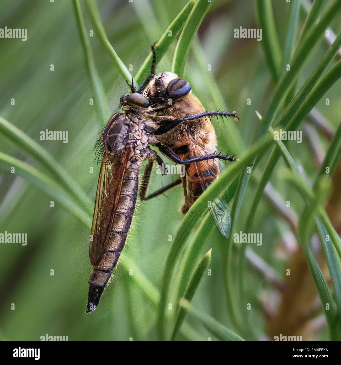Fly from the family `Asilidae` with prey Stock Photo - Alamy