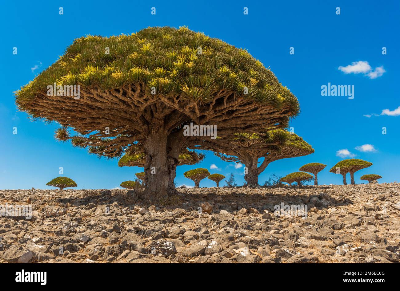 Dragon trees on Socotra Island, Yemen Stock Photo - Alamy
