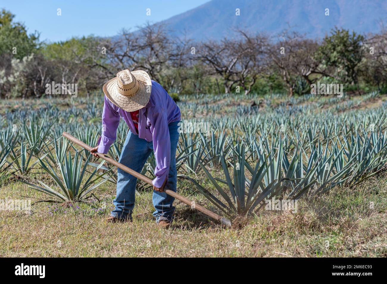 Worker in blue agave field in Tequila, Jalisco, Mexico Stock Photo - Alamy