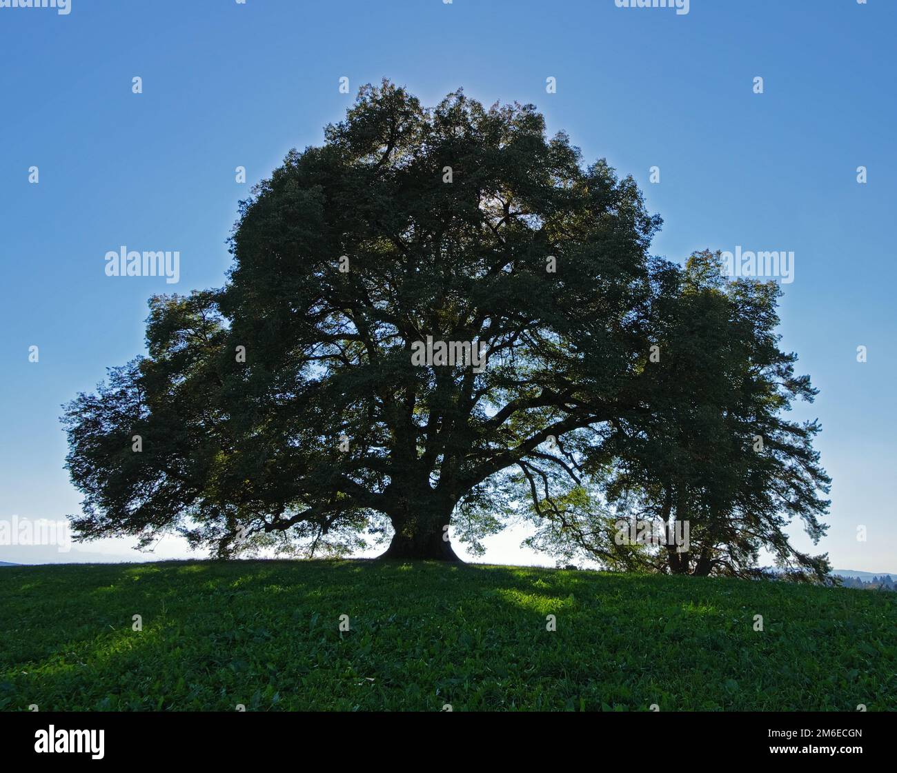 Zundelbacher Linde - natural monument and symbol of peace Stock Photo ...