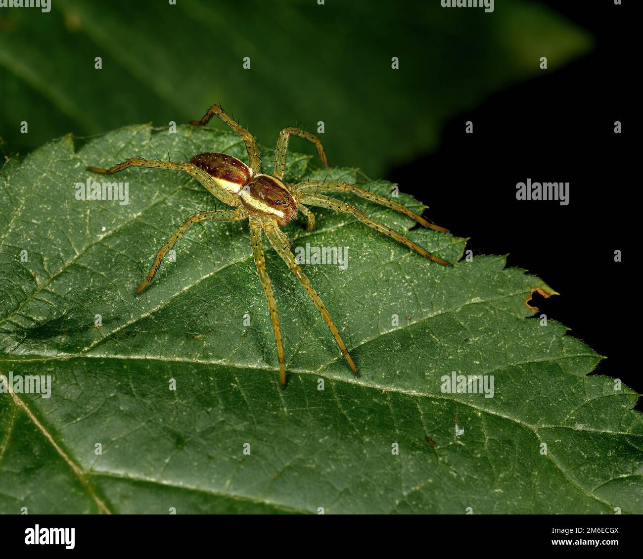 Spider on leaf closeup hi-res stock photography and images - Alamy