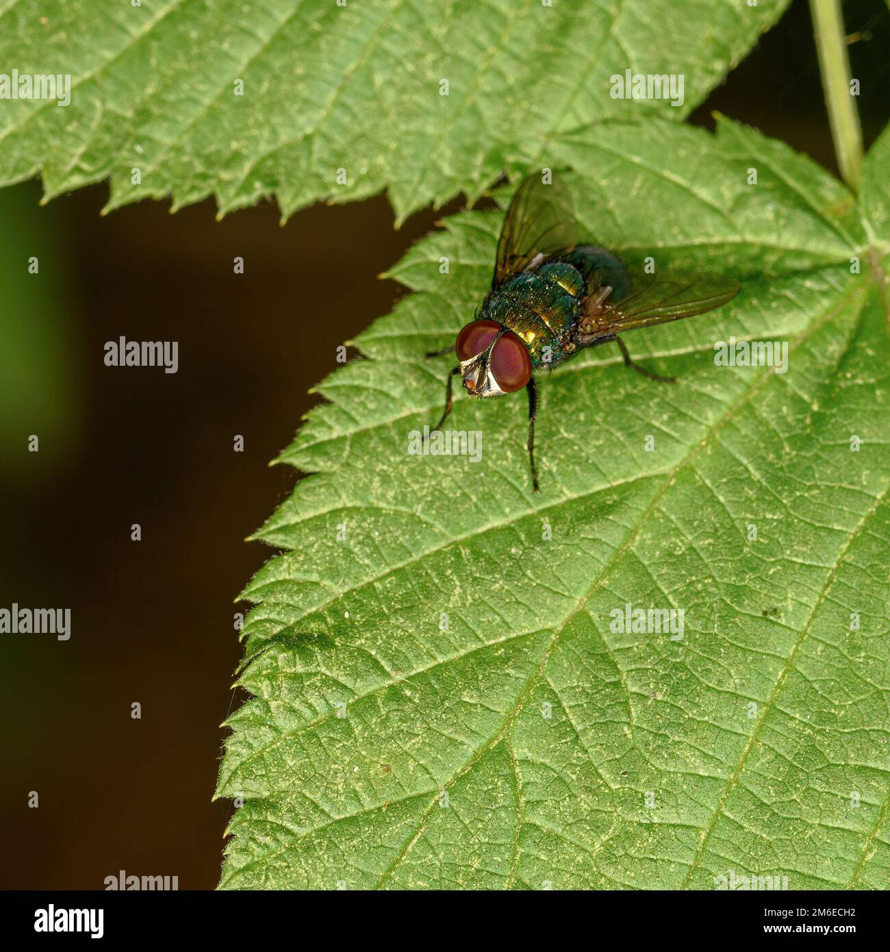 Green fly hi-res stock photography and images - Alamy