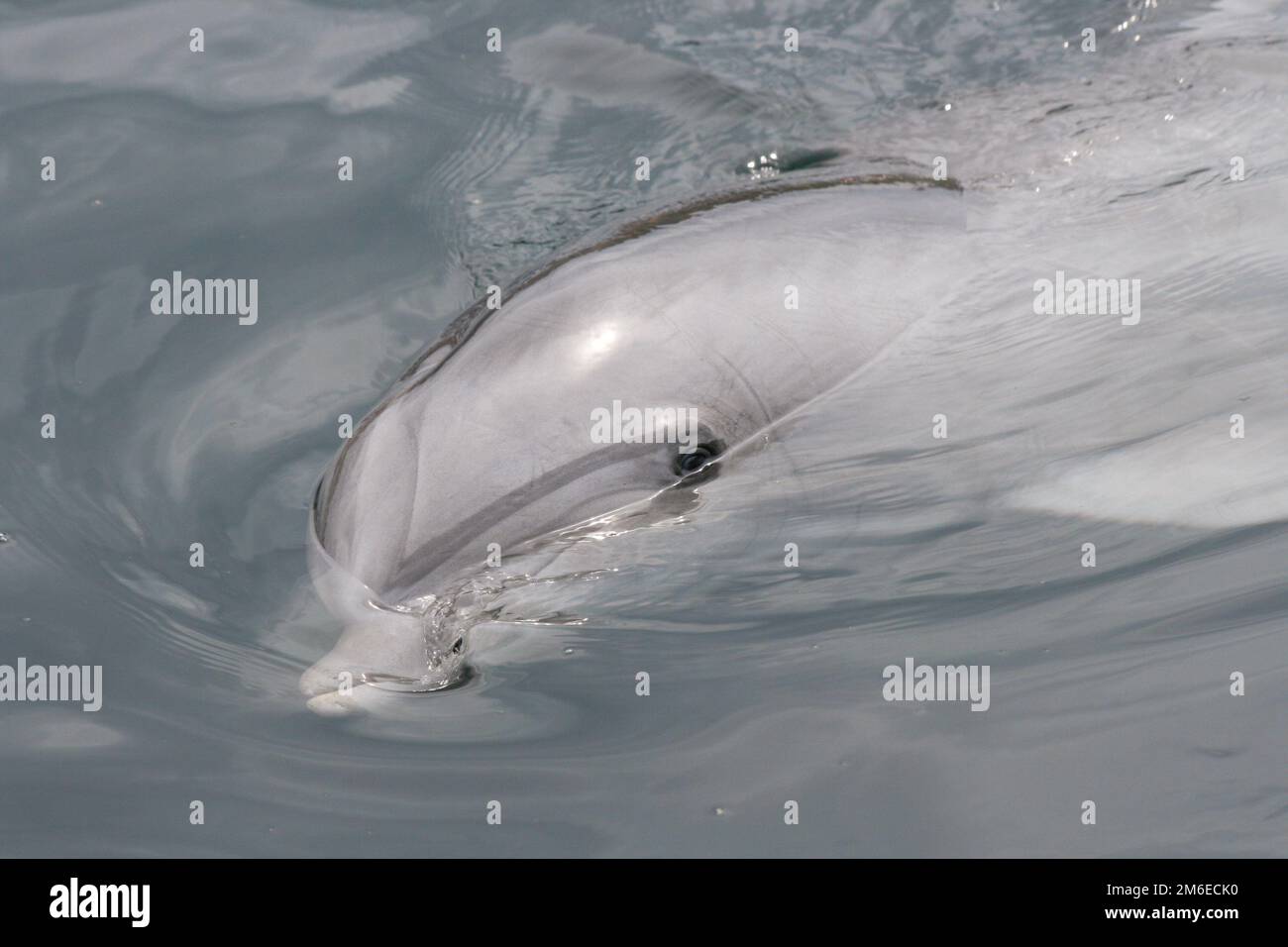 Dolphin (Delphinidae Stock Photo - Alamy