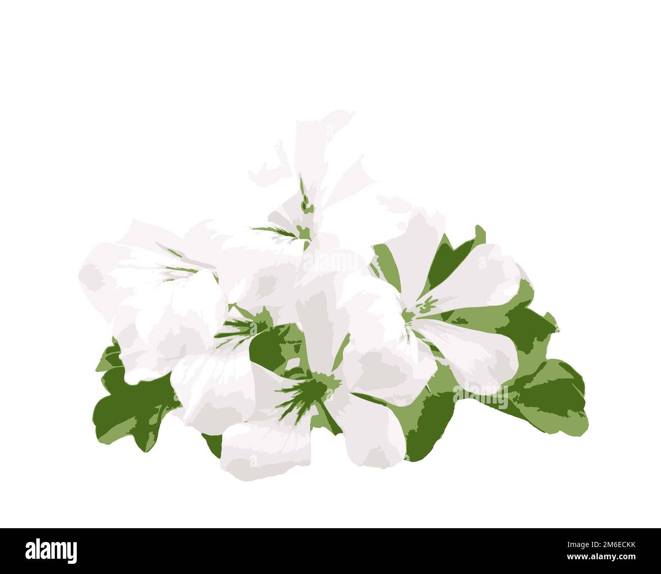 Close-up of geranium pelargonium flowers. Geranium is a genus of 422 ...