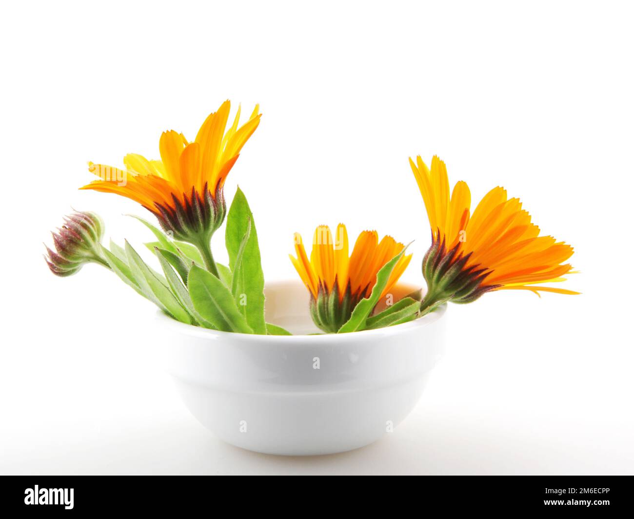 Beautiful blossoming yellow marigold on white background. Calendula ...