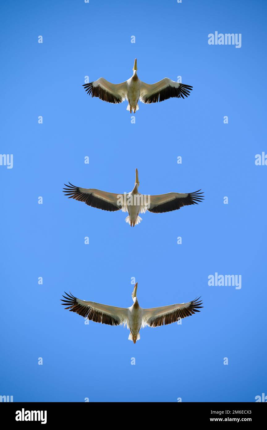 Pelicans flying right above in the blue sky Stock Photo - Alamy