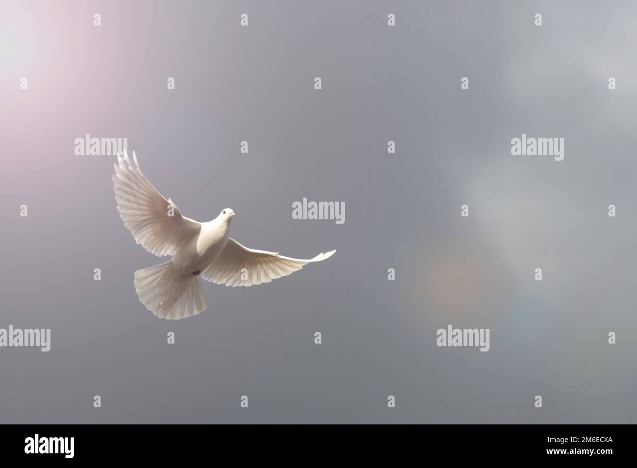 white dove spreading its wings flies on a gray sky with a beam of light ...