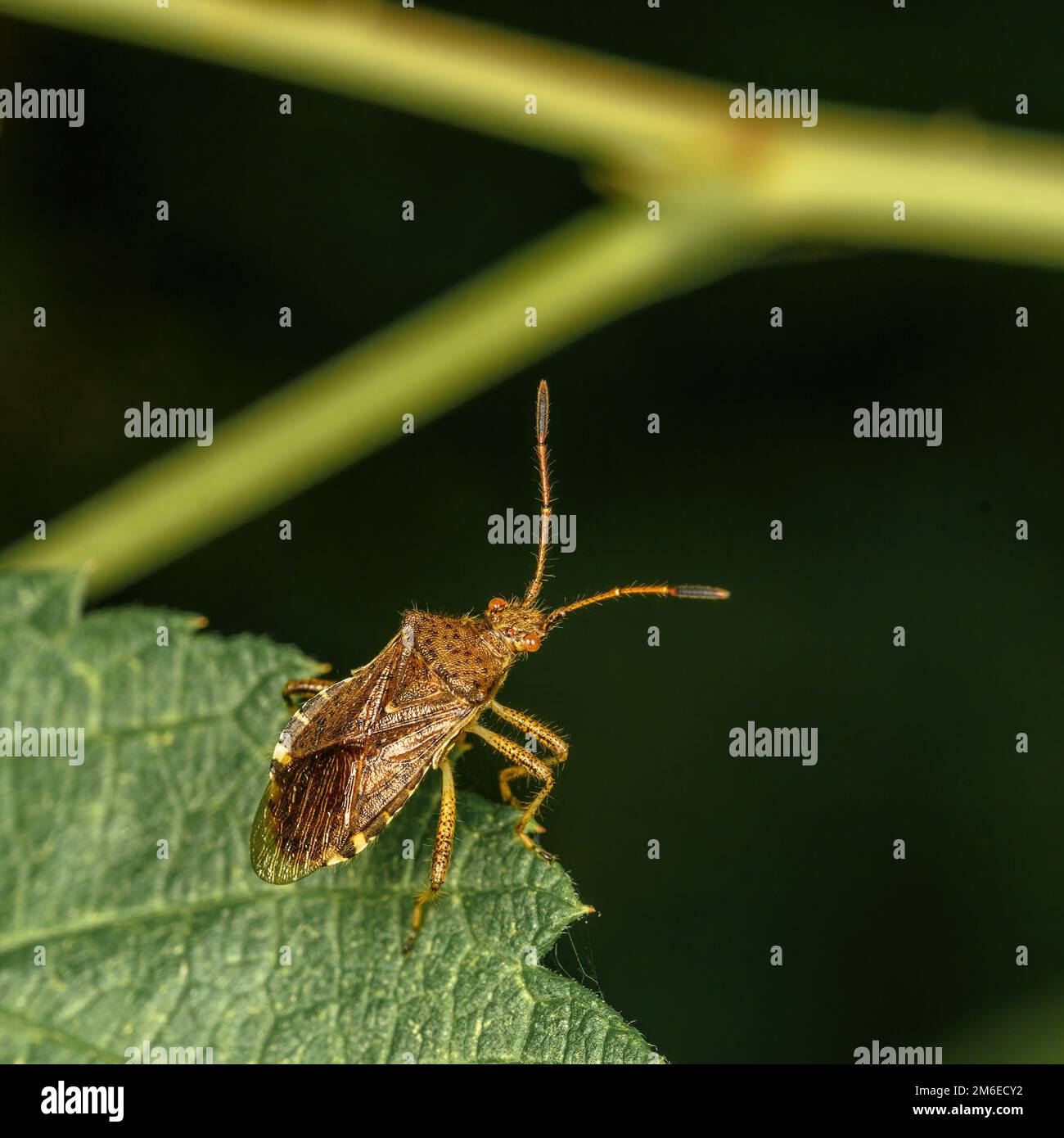 Bug close hi-res stock photography and images - Alamy