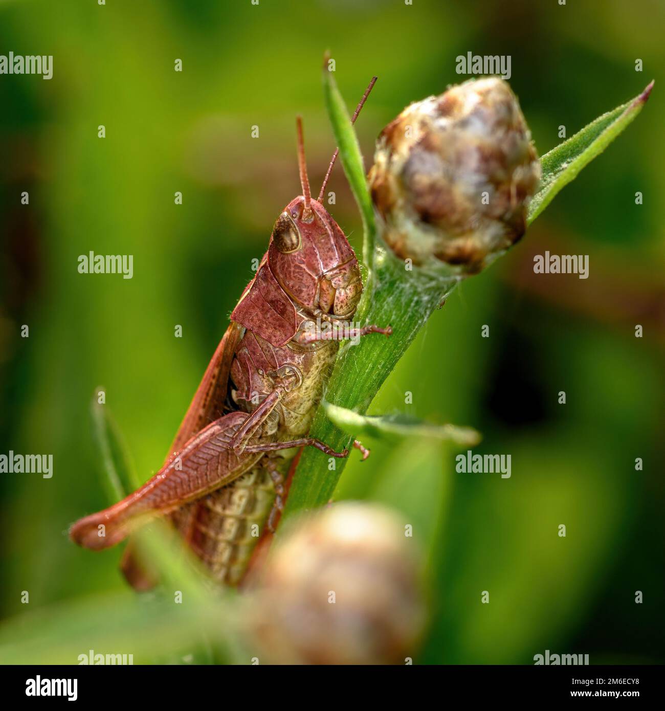 Locusts hi-res stock photography and images - Alamy