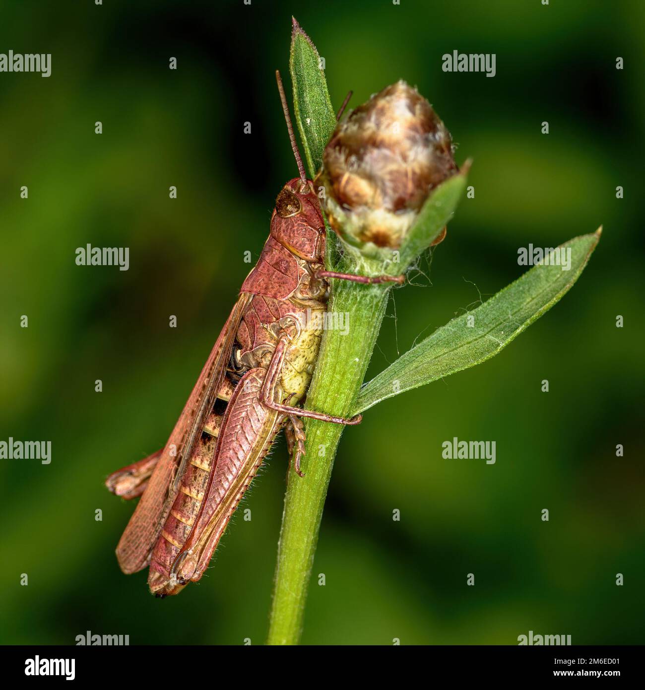 Green bug on branch hi-res stock photography and images - Alamy