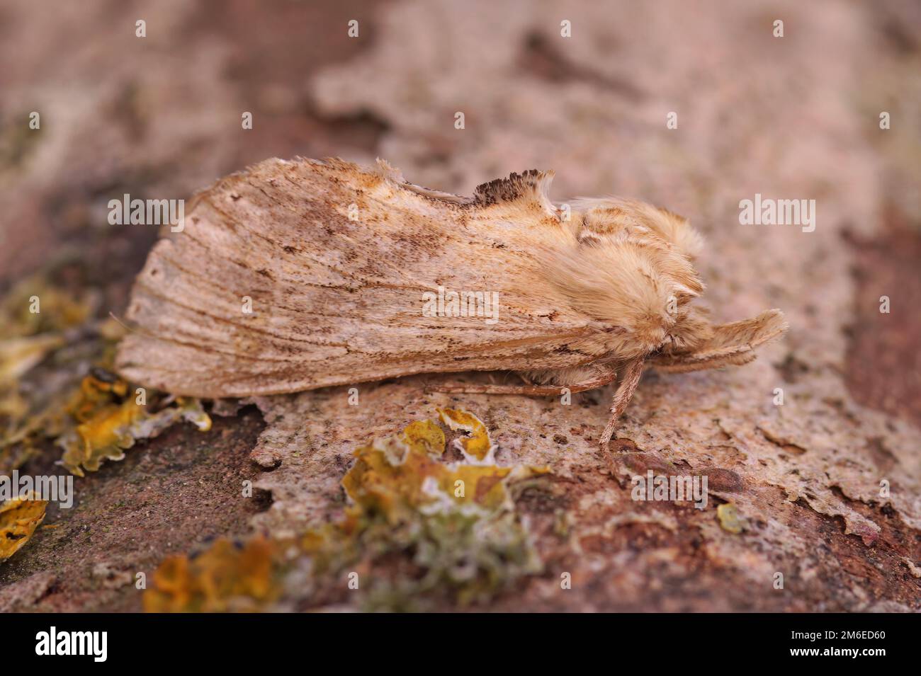 Natural closeup on the pale prominent moth, Pterostoma palpina sitting ...