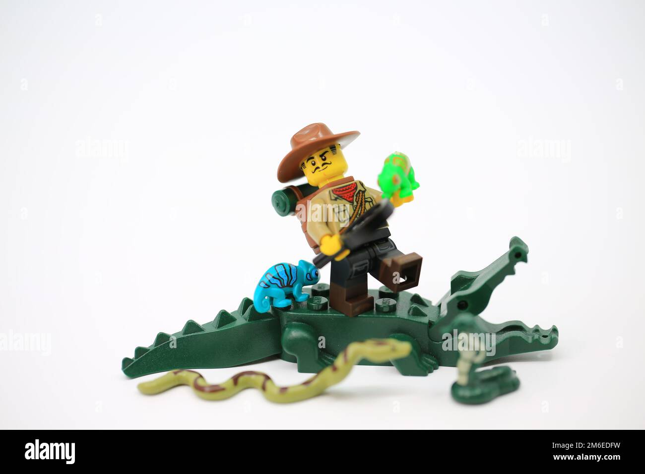 Hong Kong -January 2 2023: snake researcher take care the reptile and ...