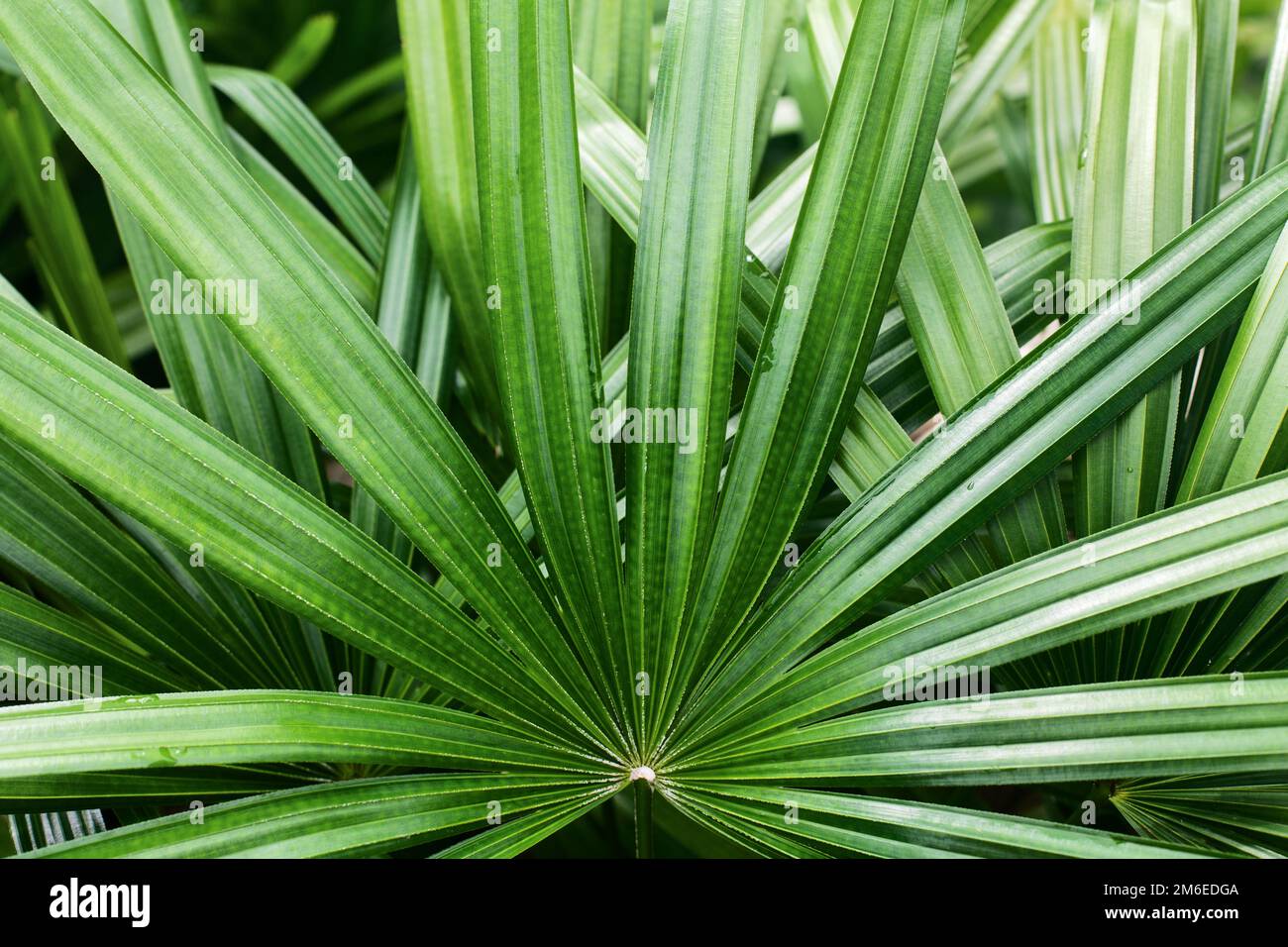Palm leaves texture background, dark green tropical leaf pattern ...
