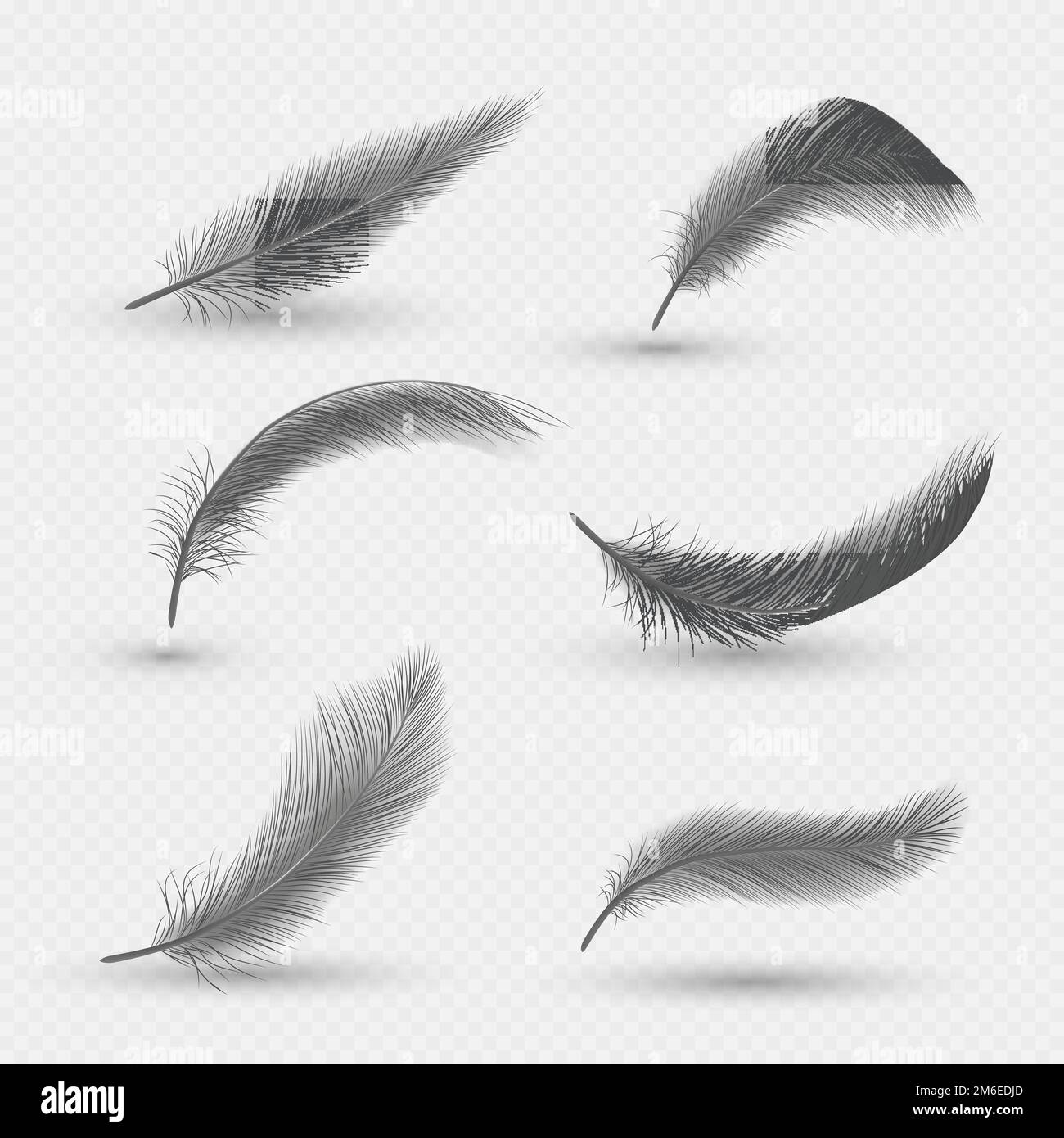 Black fluffy swan feathers, vector isolated illustration Stock Vector ...