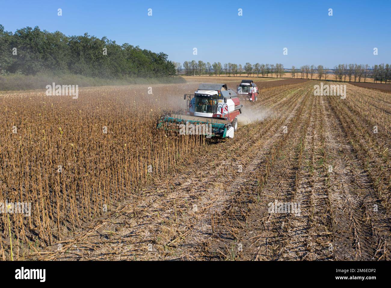 Harvesting of sunflower seeds, aerial view Stock Photo - Alamy