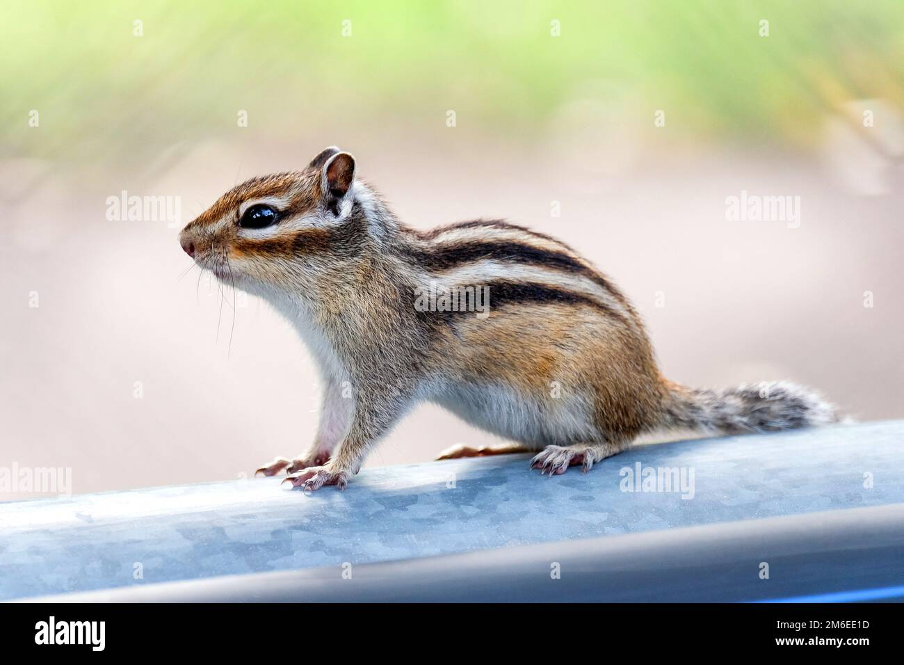 Chipmunk sits on a gray pipe. Small brown wild animal with stripes on ...