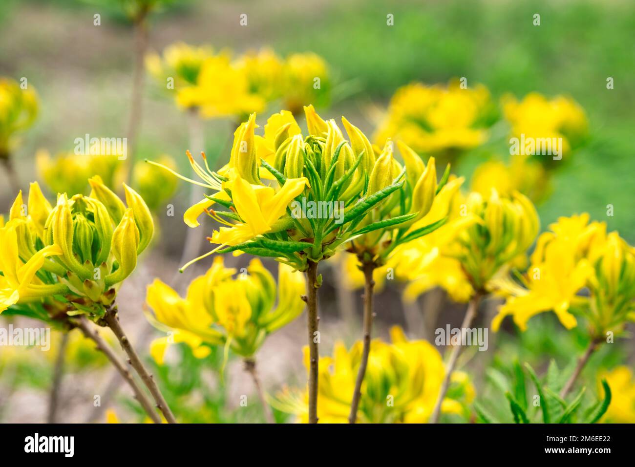 Yellow blooming spring flowers as a background. spring background ...