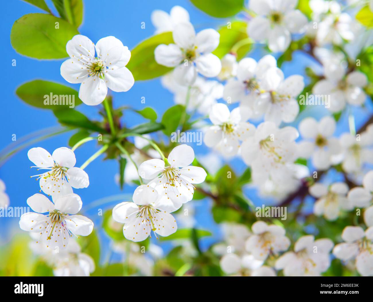 Beautiful flowers in outdoor hi-res stock photography and images - Alamy