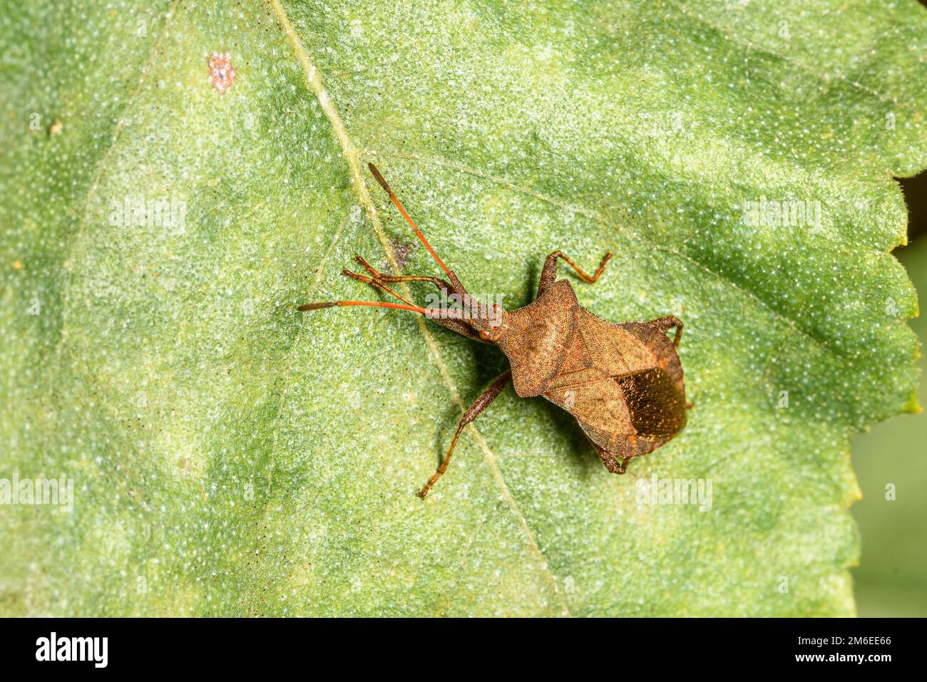 Close up forest bug hi-res stock photography and images - Alamy