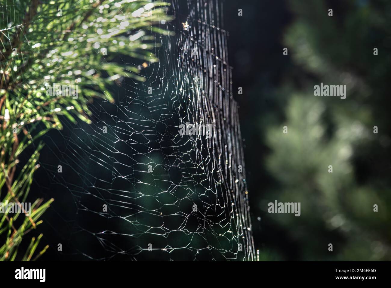 Cobweb of tree branches hi-res stock photography and images - Alamy
