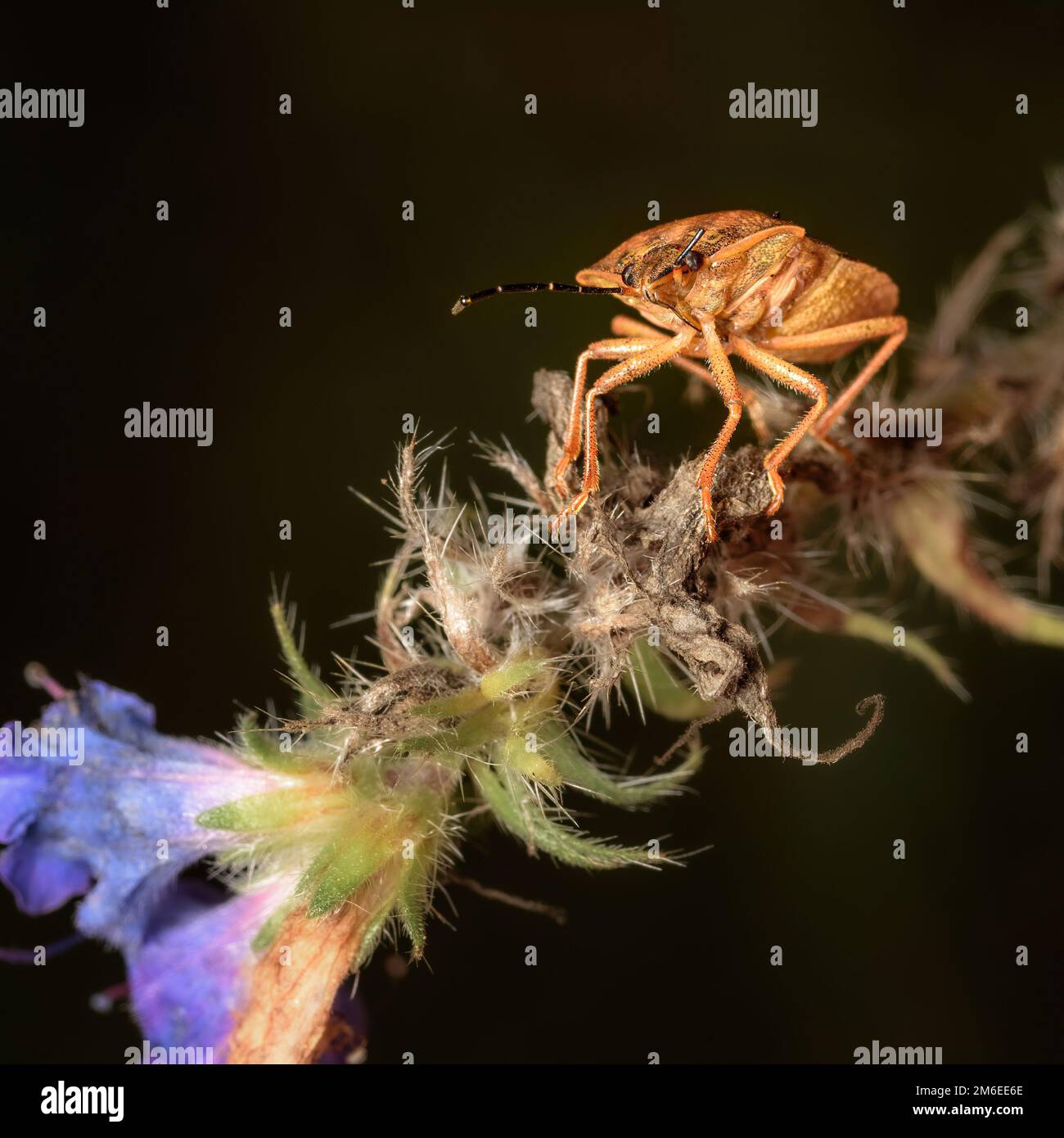 Brown forest tree bug close up Stock Photo - Alamy