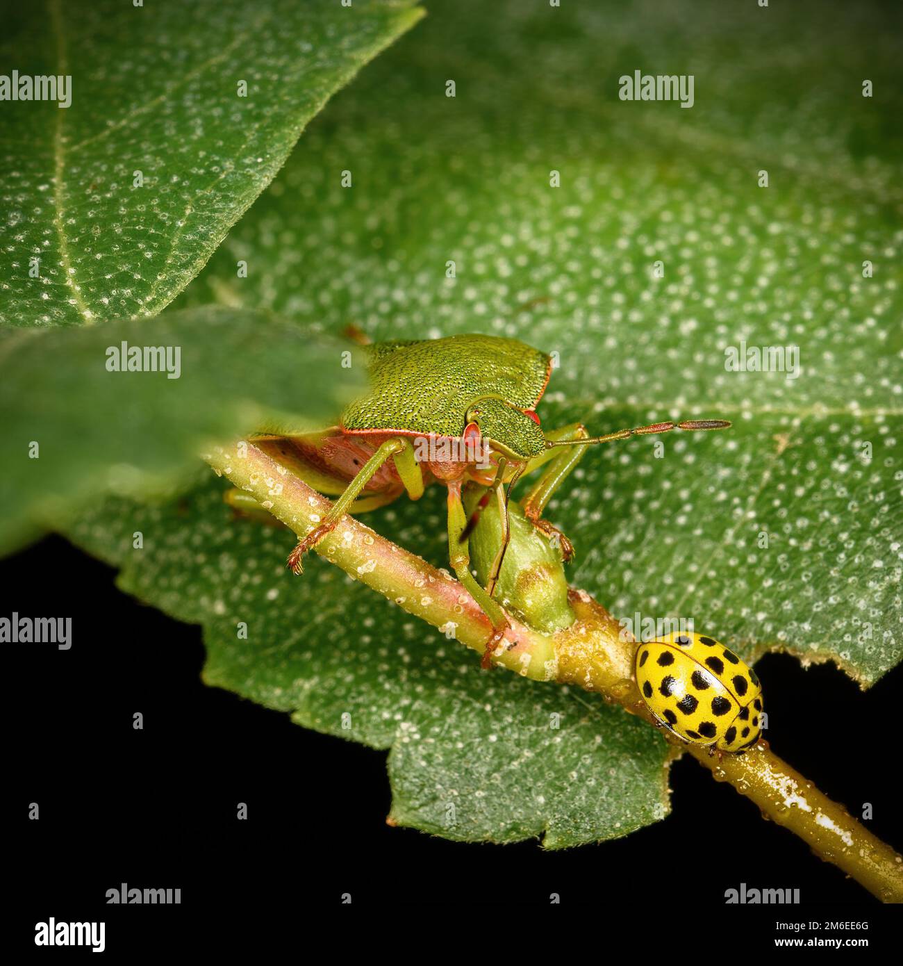 Green bug on branch hi-res stock photography and images - Alamy
