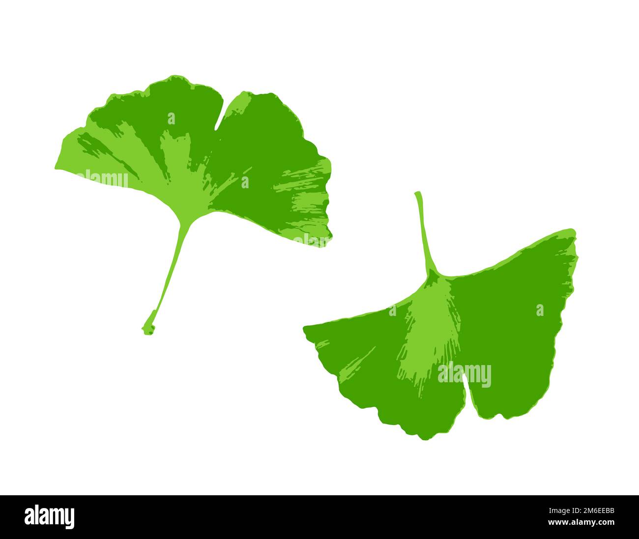 Leaf of Ginkgo biloba isolated on white background. Ginkgo biloba ...