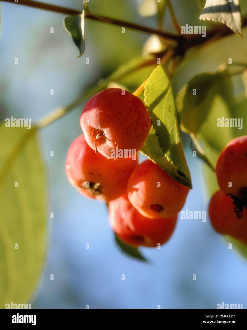Wild apples hi-res stock photography and images - Alamy