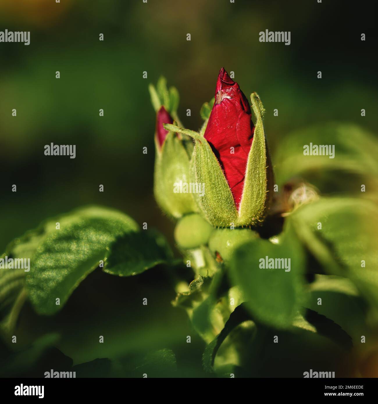 Rosebud garden hi-res stock photography and images - Alamy