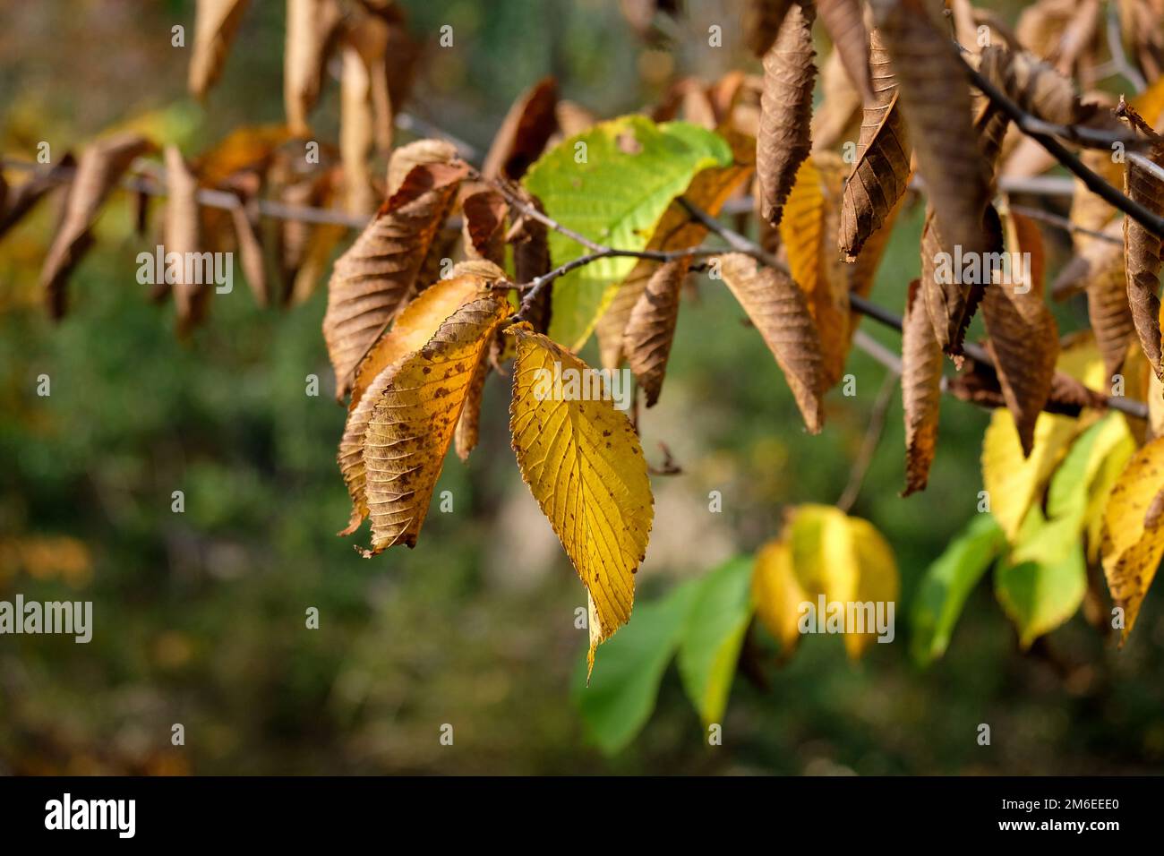 Autumn tree leaves. Yellowing elm leaves on a branch Stock Photo - Alamy Autumn tree leaves. Yellowing elm leaves on a branch Stock Photo - Alamy