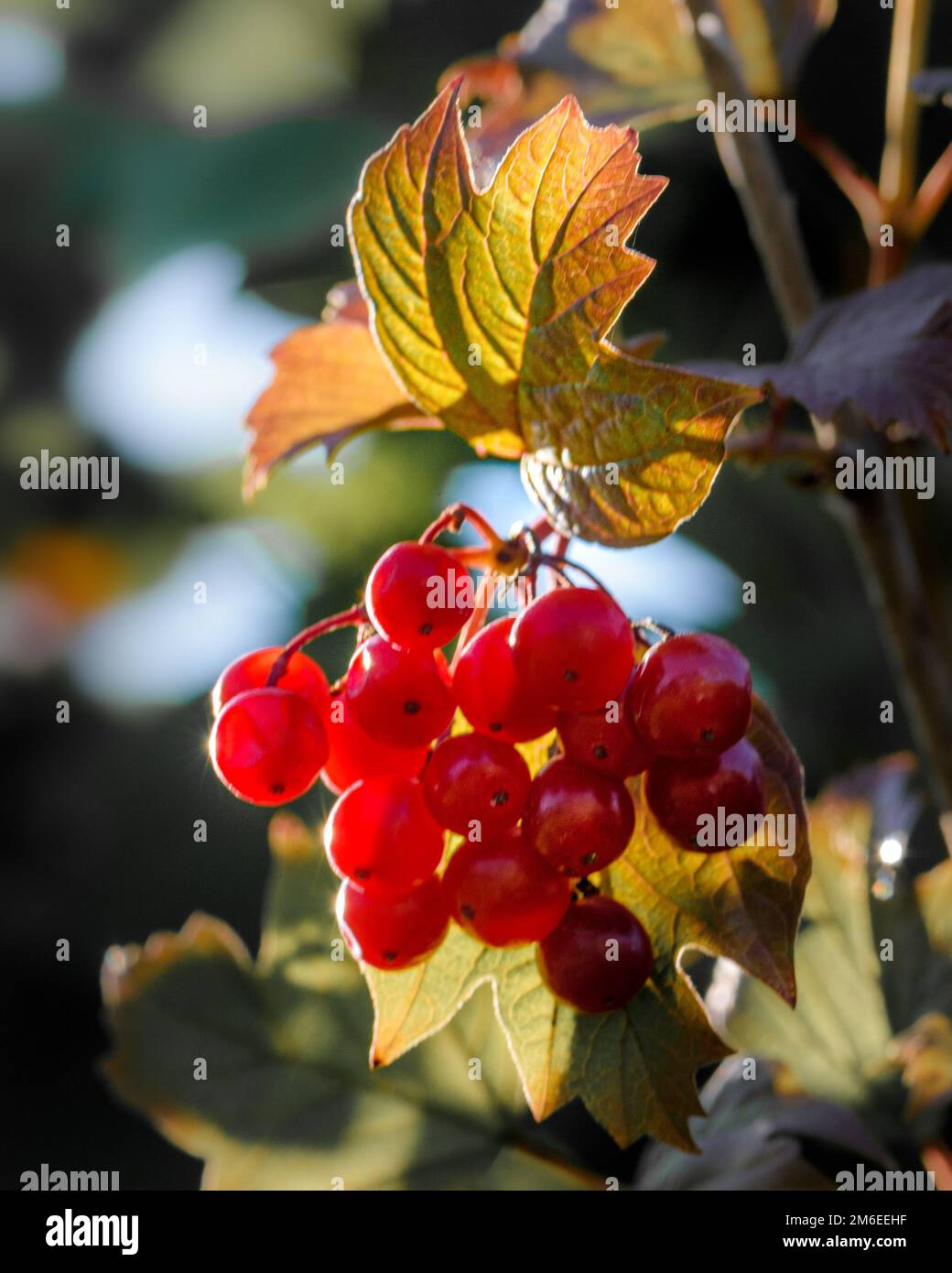 Red colorful leaves branch hi-res stock photography and images - Alamy