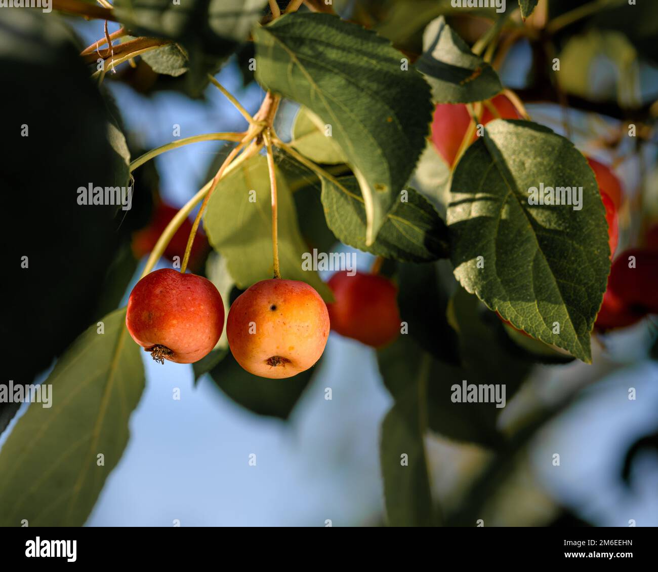 Cherry apples hi-res stock photography and images - Alamy