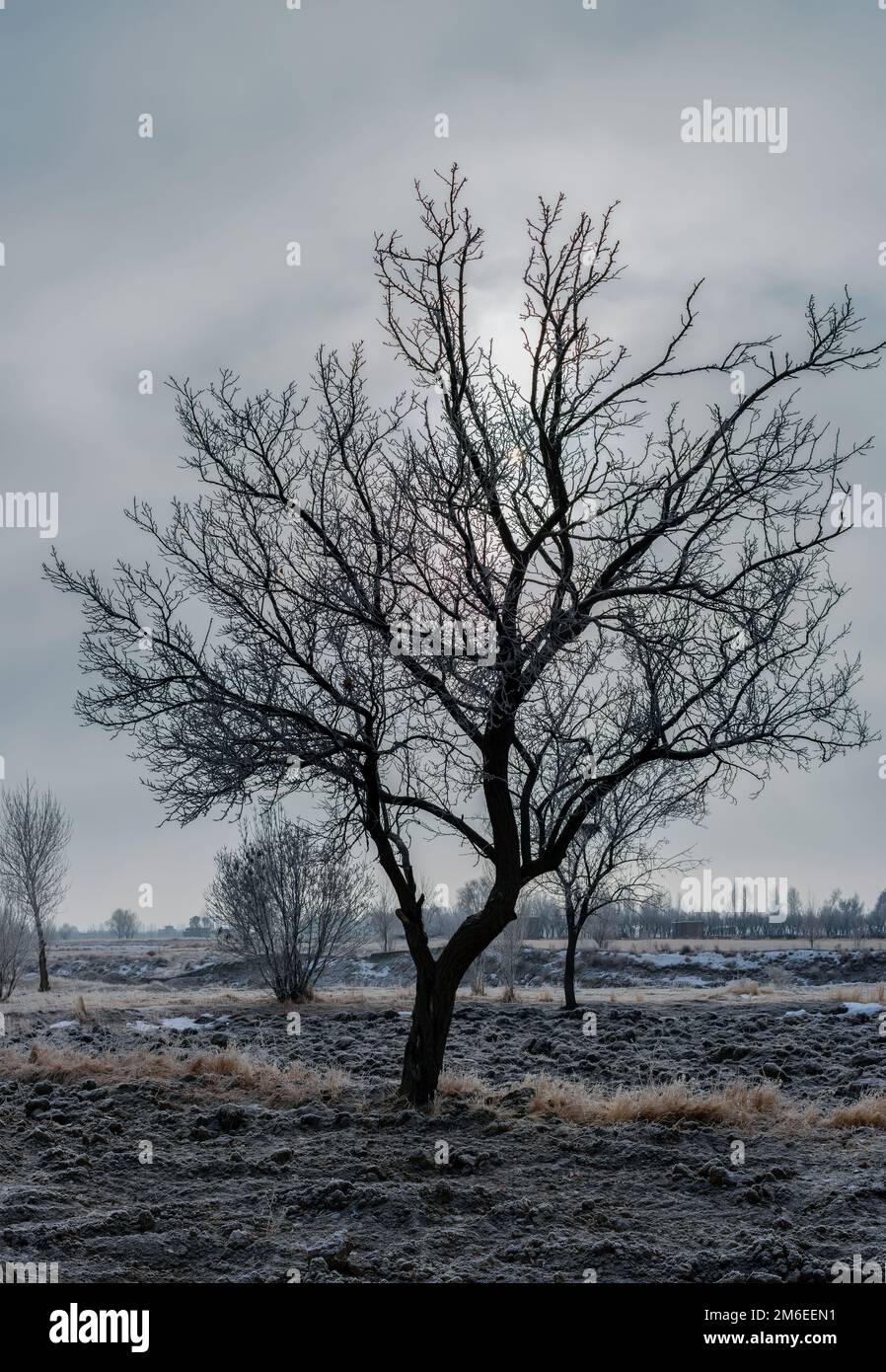 Trees in winter Stock Photo - Alamy