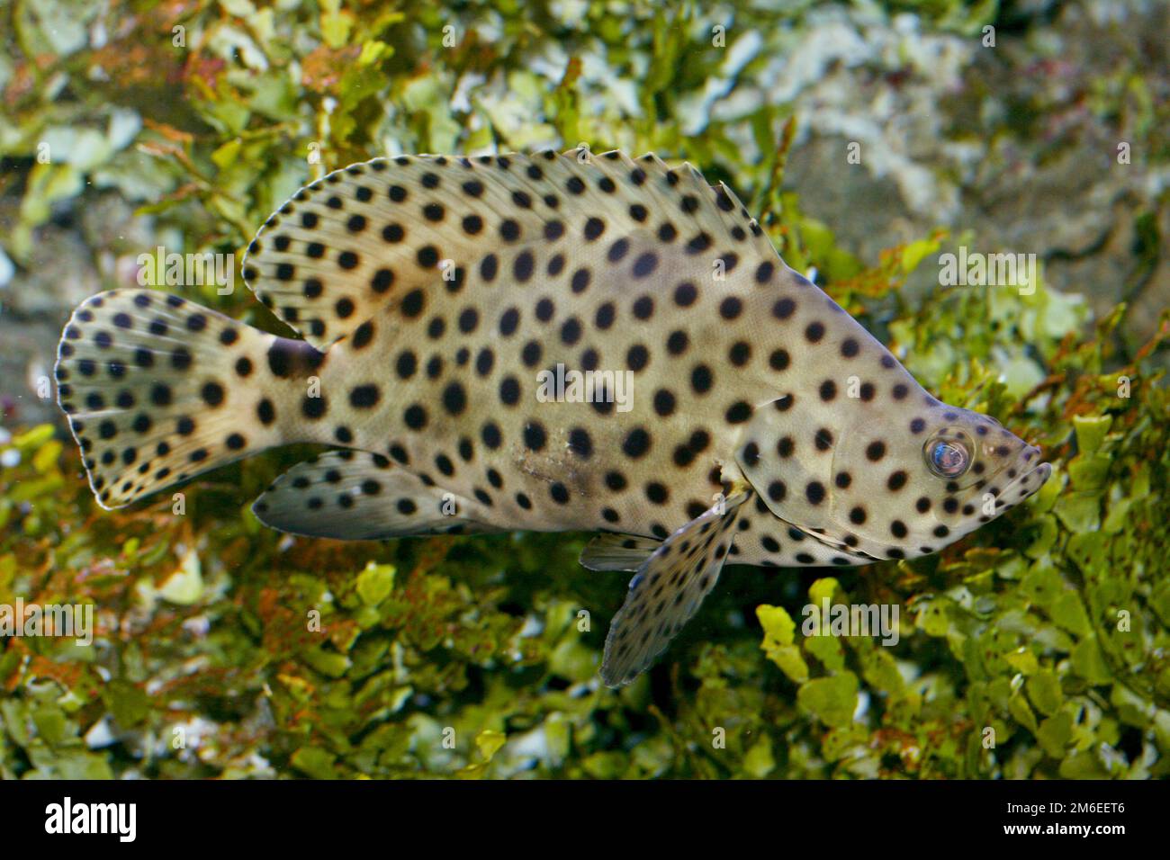 Pantherfisch hi-res stock photography and images - Alamy