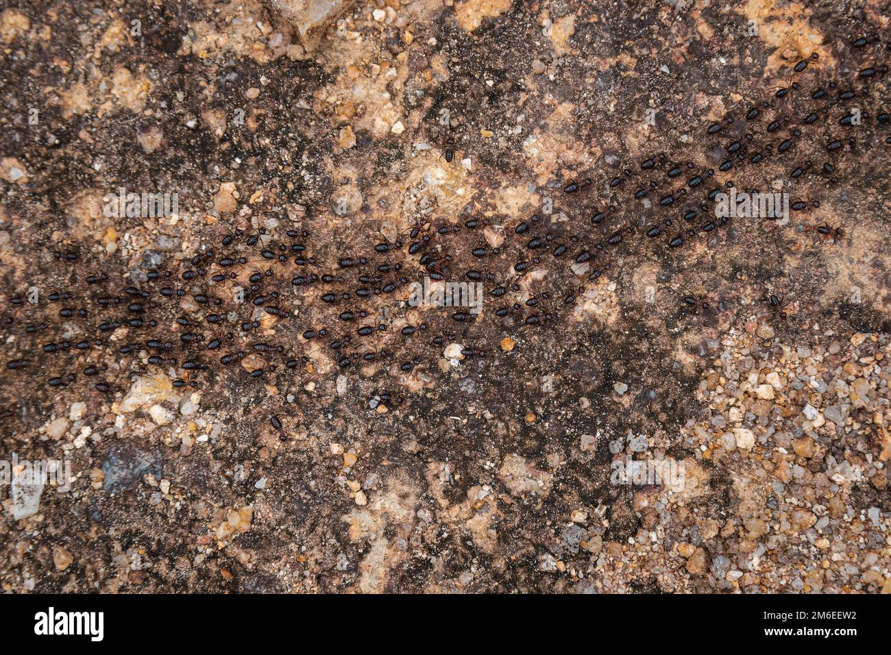 Trail of black ants on a yellow rock in a forest, close up top view ...