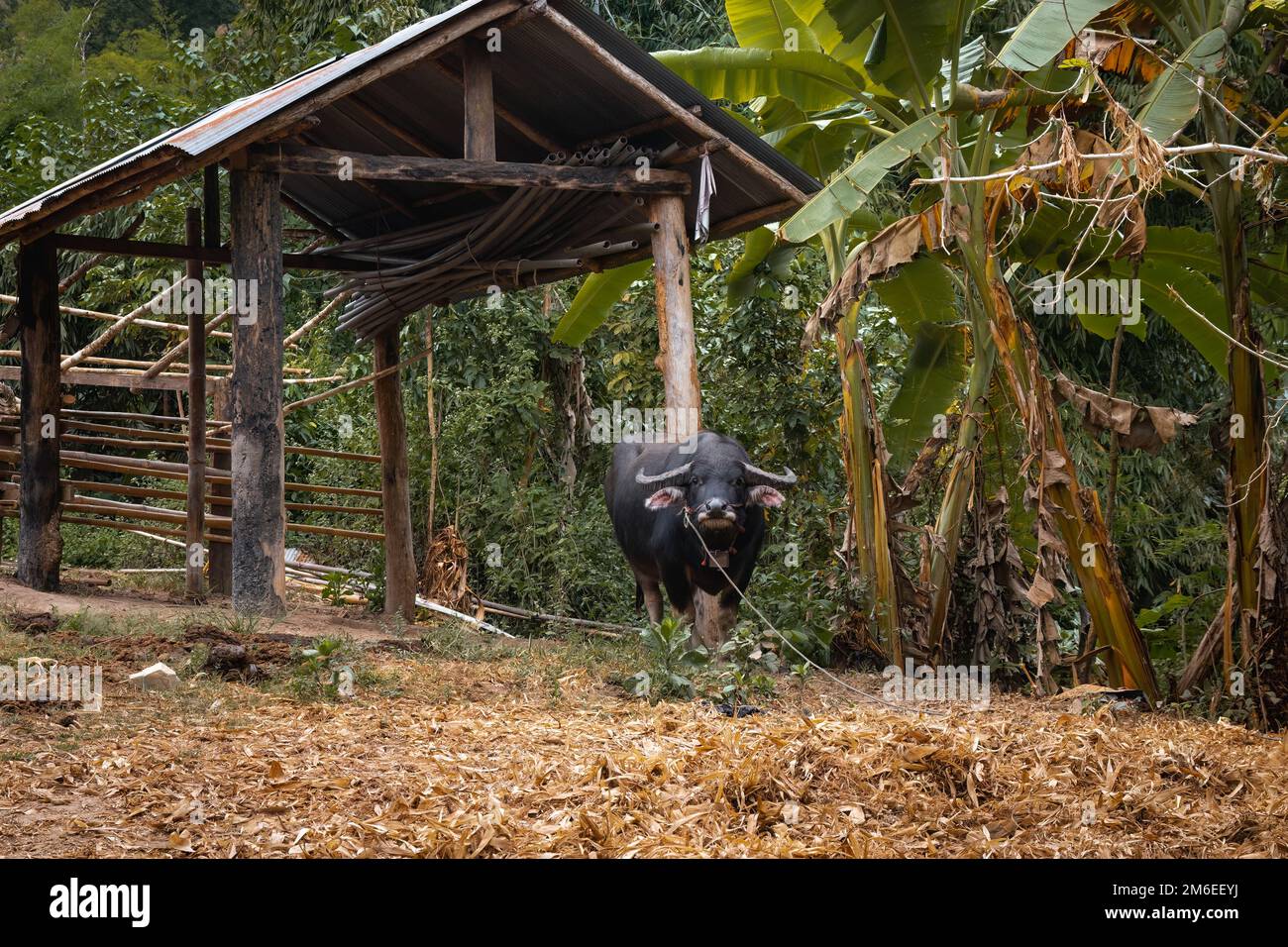 Tethered large water buffalo (Bubalus bubalis) at a farm in the ...