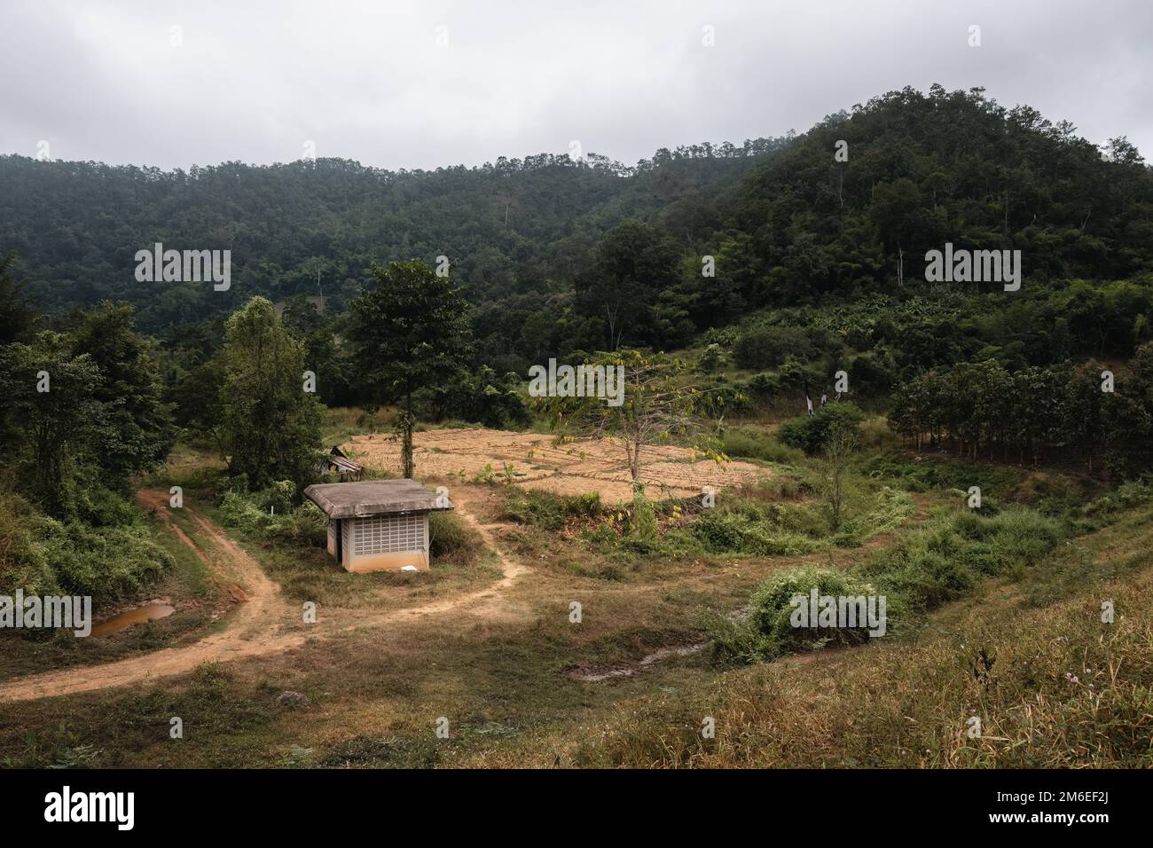Jungle house hi-res stock photography and images - Alamy