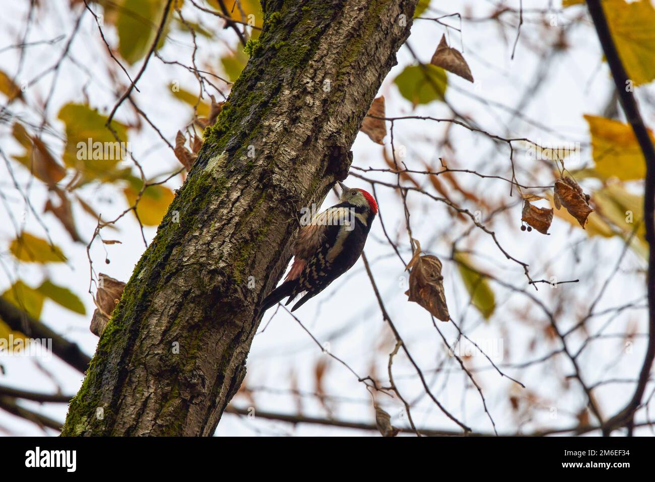Middle spotted woodpecker pecking on a tree for insects Stock Photo - Alamy
