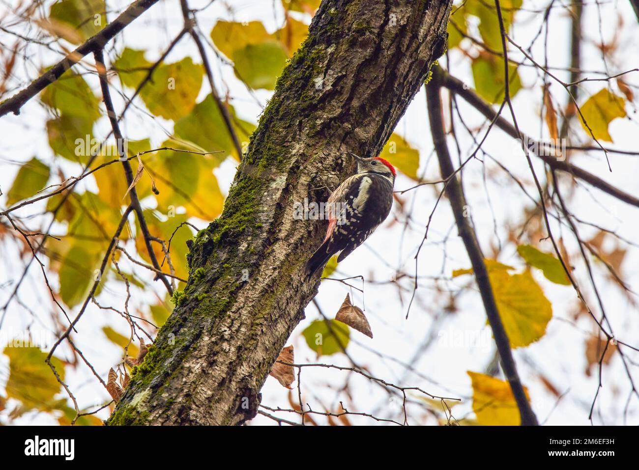 Middle spotted woodpecker pecking on a tree for insects Stock Photo - Alamy