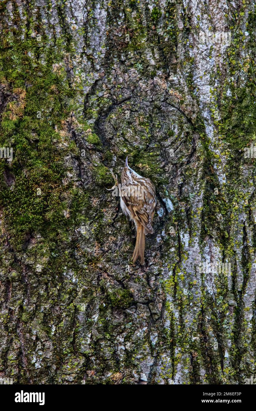 Eurasian tree creeper (Certhia familiaris) on a tree bark Stock Photo ...