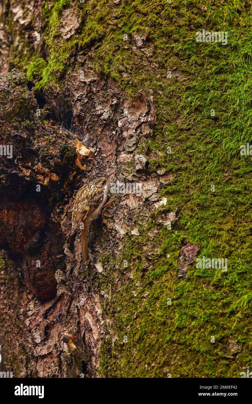 Eurasian tree creeper (Certhia familiaris) on a tree bark Stock Photo ...