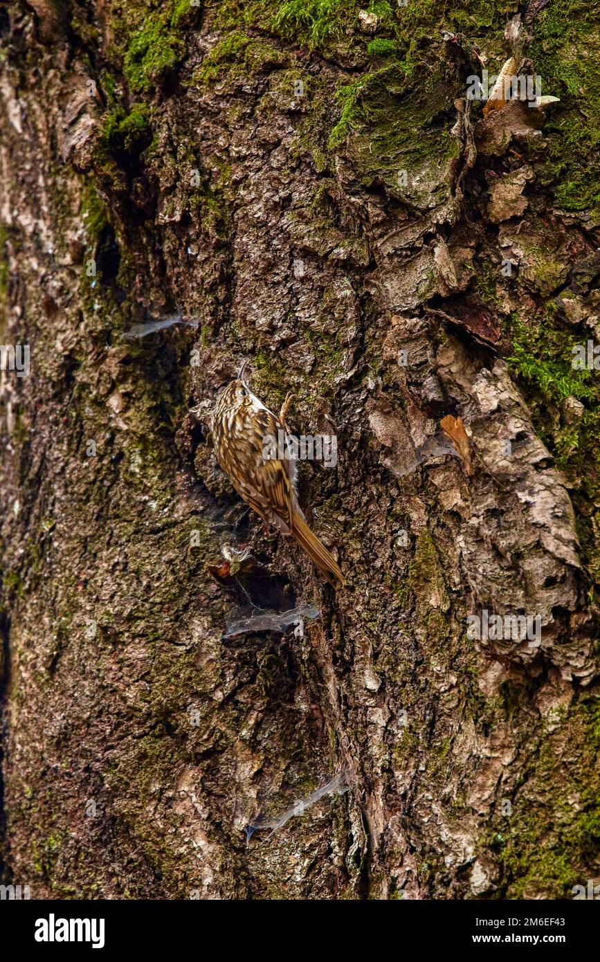 Eurasian tree creeper (Certhia familiaris) on a tree bark Stock Photo ...
