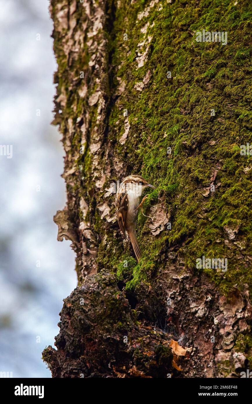 Eurasian tree creeper (Certhia familiaris) on a tree bark Stock Photo ...