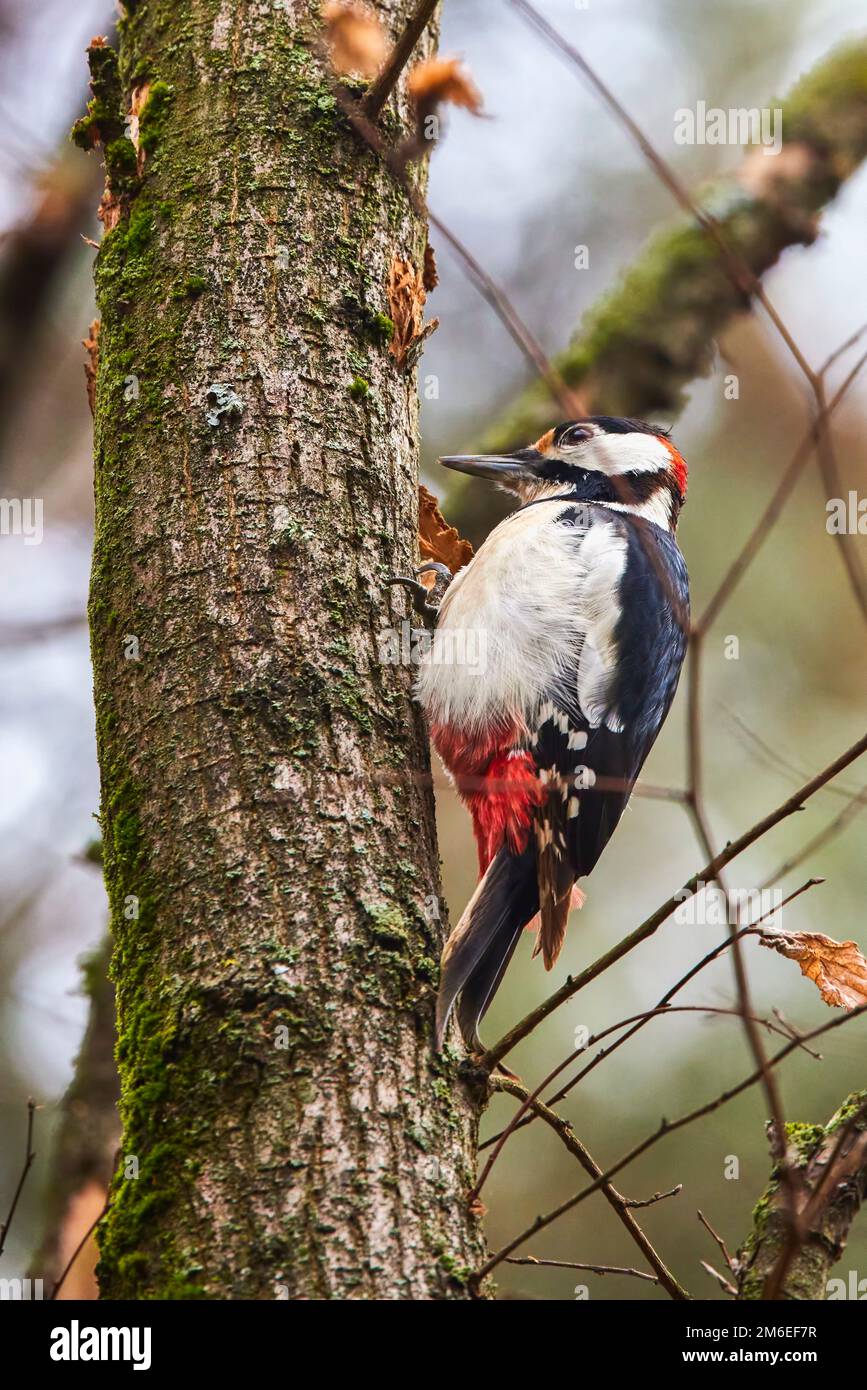 Middle spotted woodpecker pecking on a tree for insects Stock Photo - Alamy