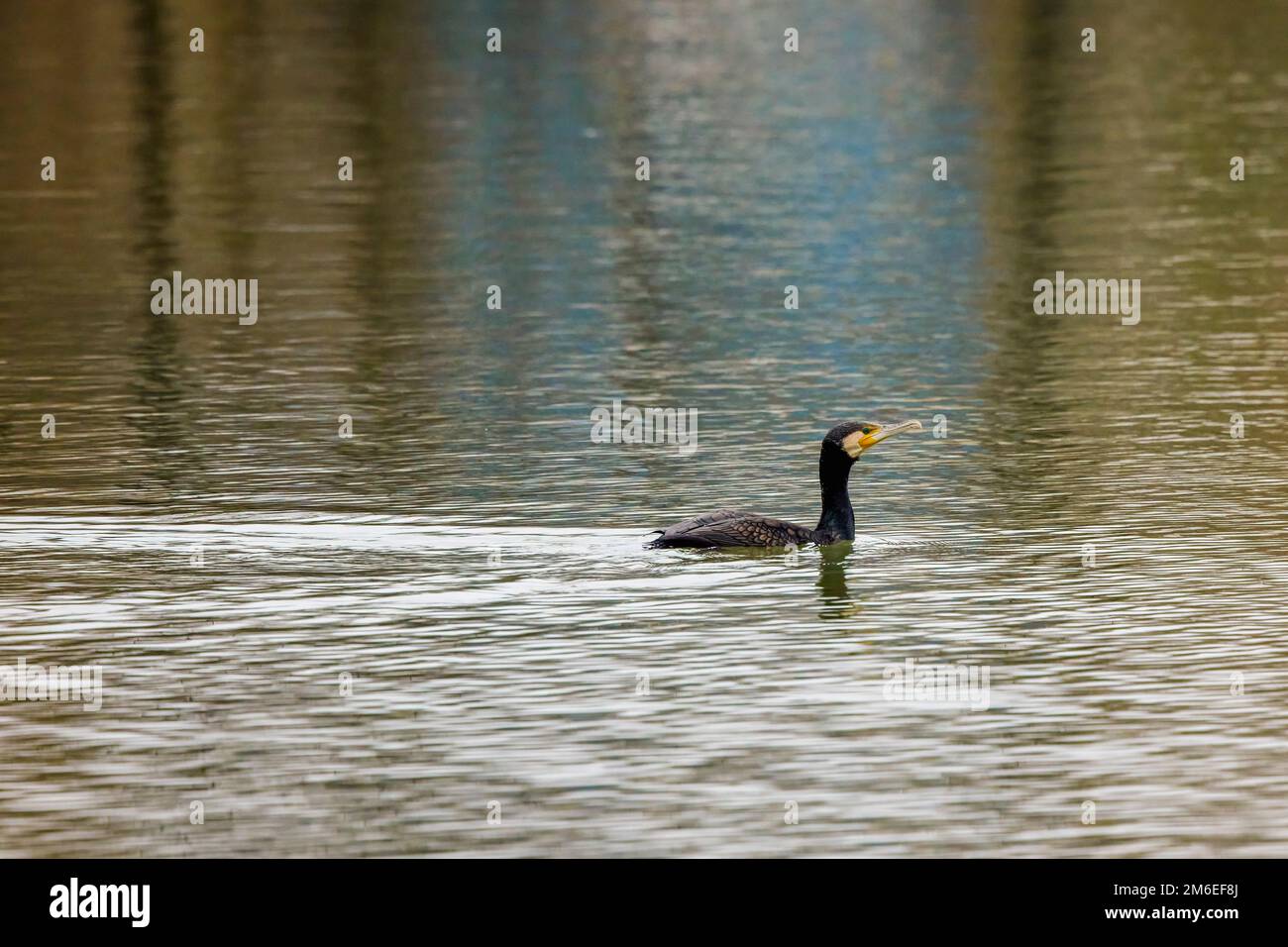 Great cormorant (Phalacrocorax carbo) on water Stock Photo - Alamy