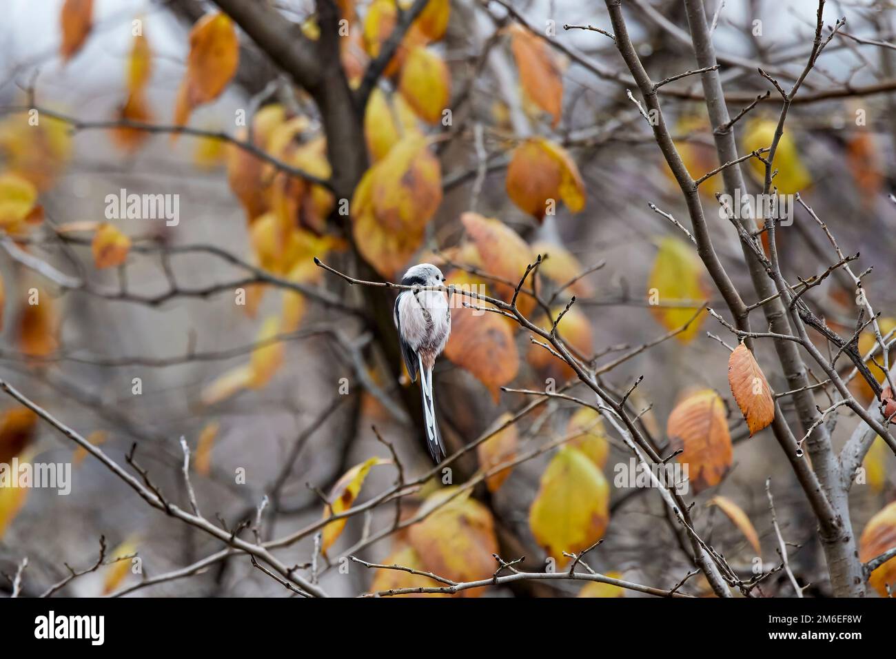 Long tail tit perched on a branch outdoor Stock Photo - Alamy