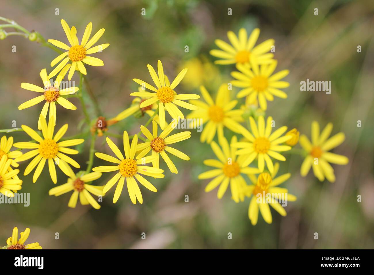 Ragwort (Senecio jacobaea Stock Photo - Alamy